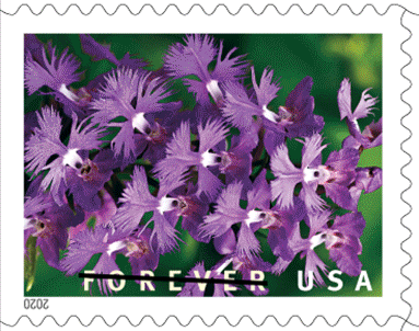 Wild Orchids (U.S. 2020) | virtualstampclub.com