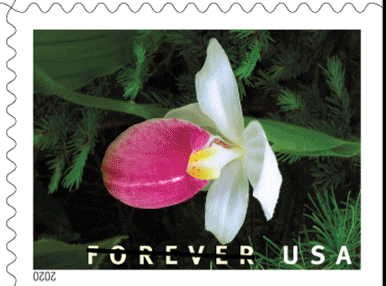 Wild Orchids (U.S. 2020) | virtualstampclub.com
